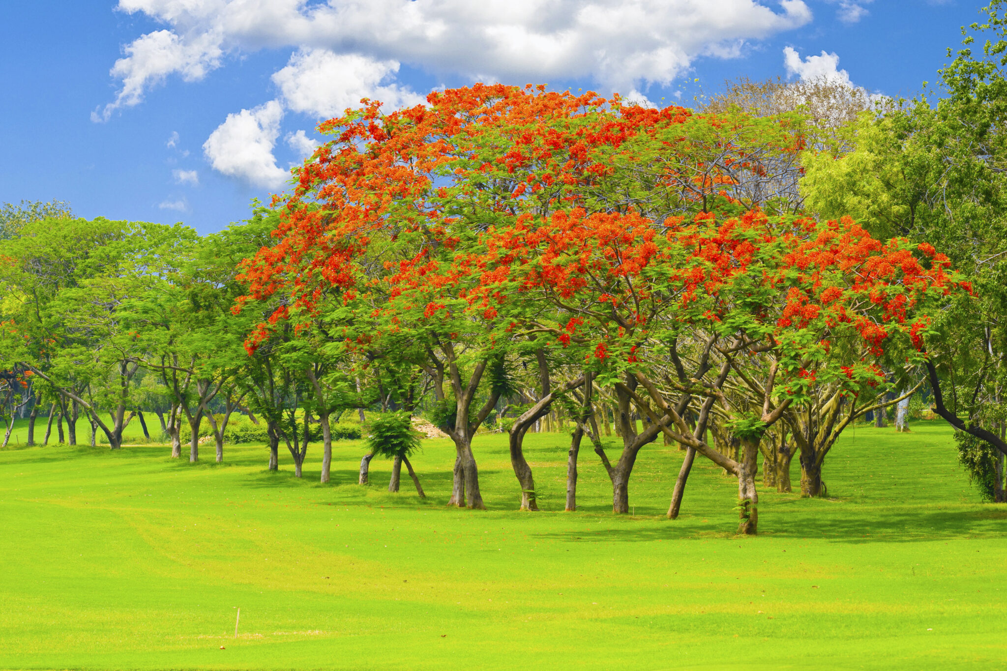 Home - Qutab Golf Course - DDA