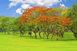 Home - Qutab Golf Course - DDA